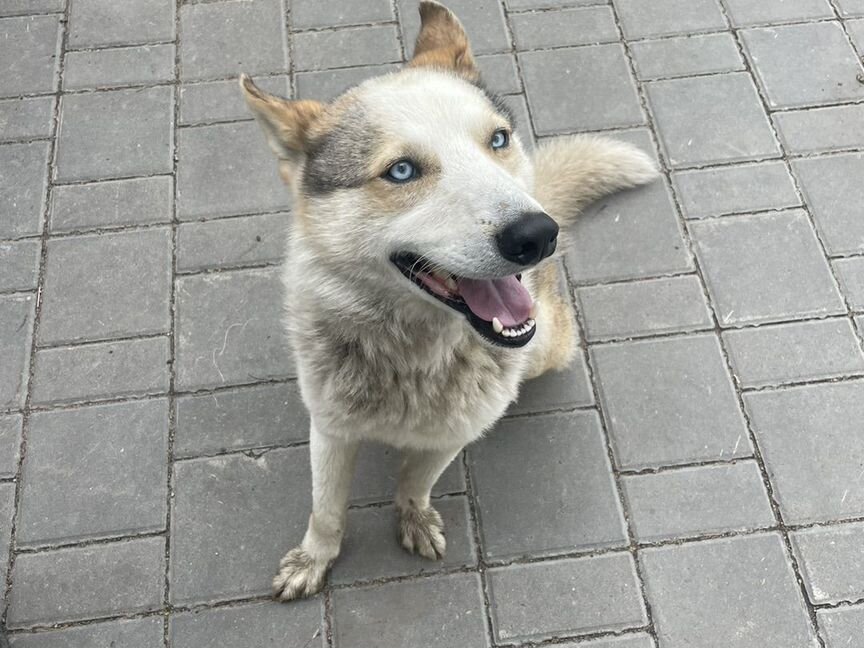 Собака в добрые руки