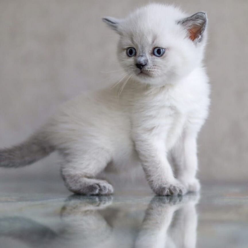 Британские котята