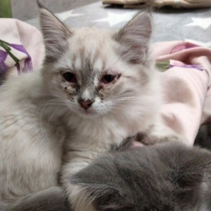 Беленький котенок в добрые руки