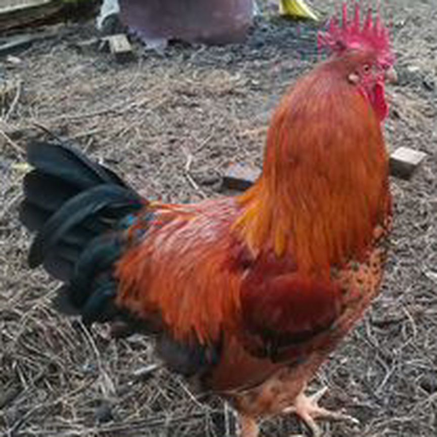 Молодые петухи