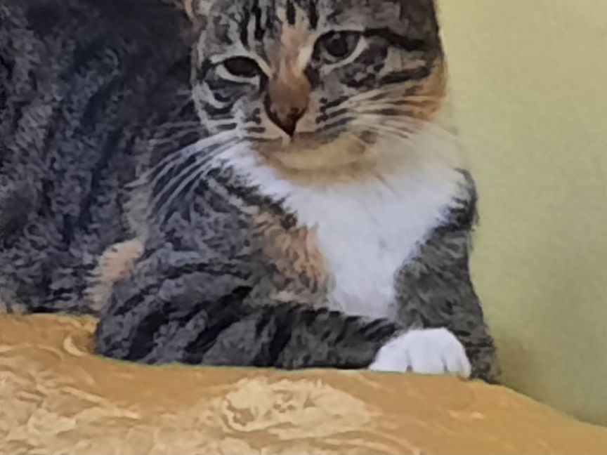 Кошка в дар