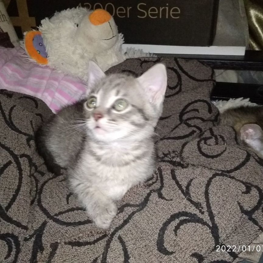Кошки