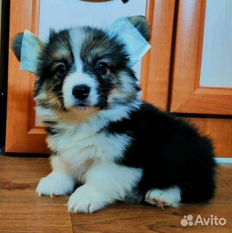 Мальчик вельш корги пемброк флаффи