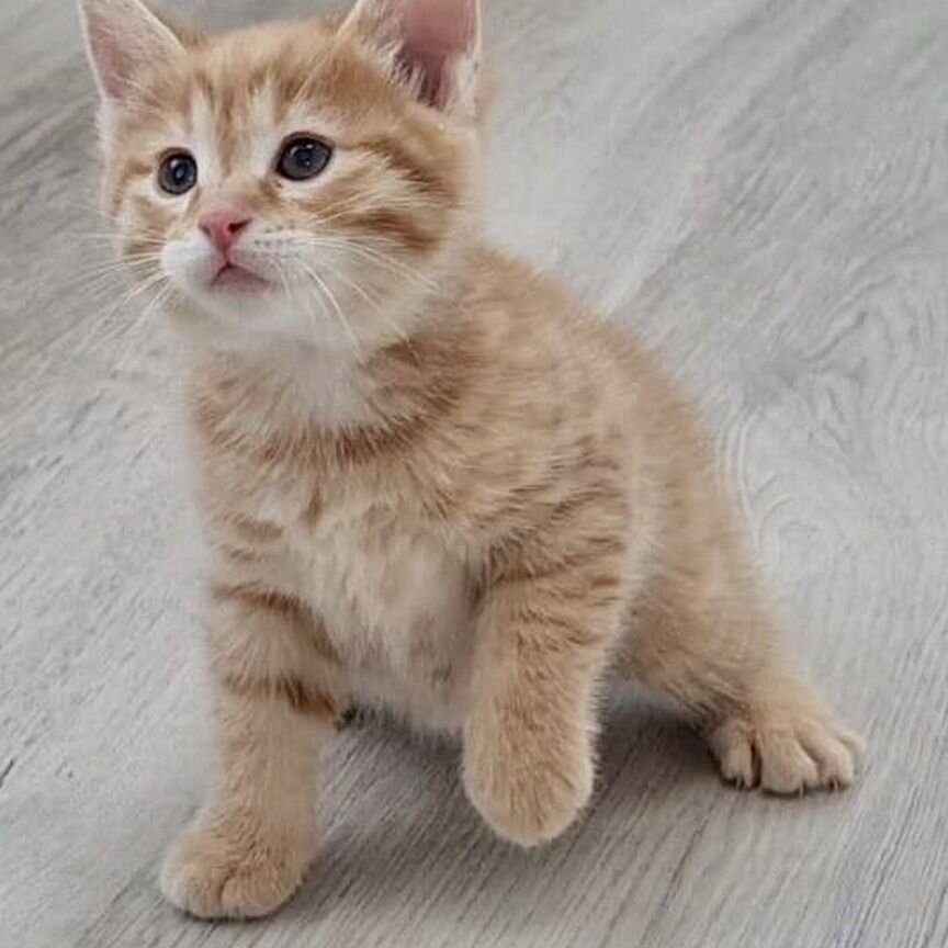 Котенок курильский бобтейл