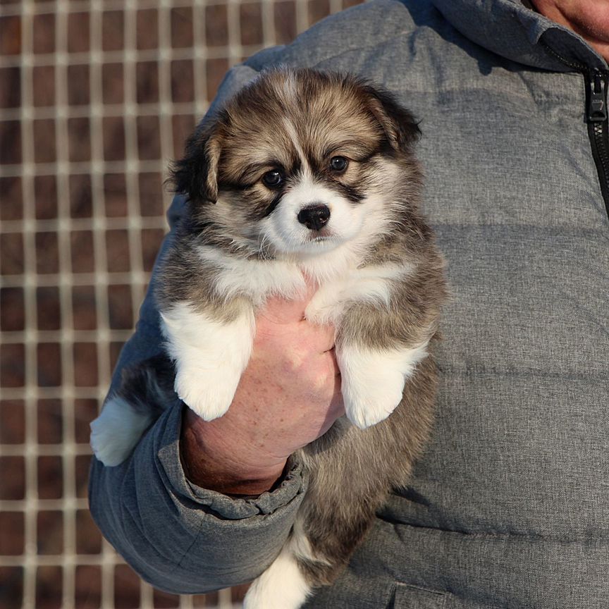 Вельш корги пемброк флаффи