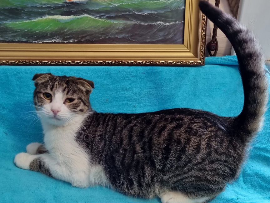 Шотландская вислоухая бритни 6 мес