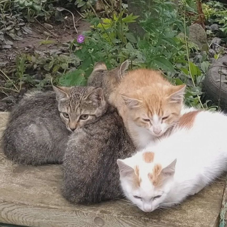 Котятам нужен дом или передержка