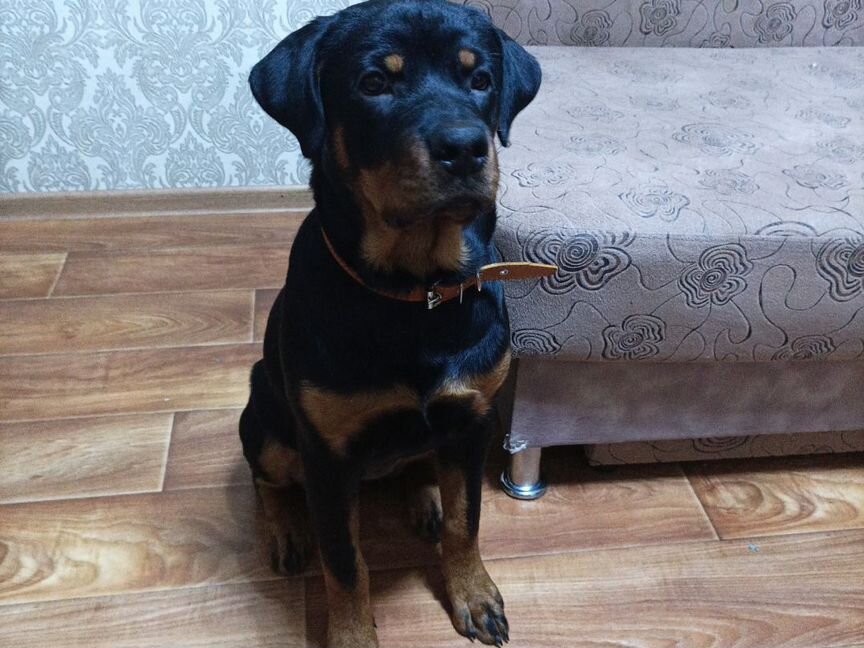 Собака в добрые руки отдам бесплатно