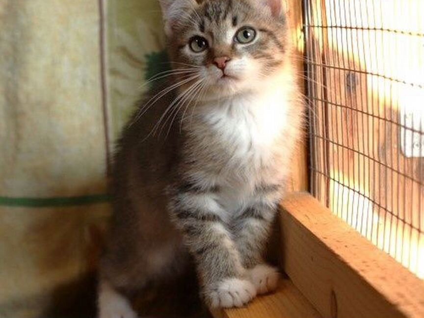 Полосатый котенок тигренок в добрые руки в дар