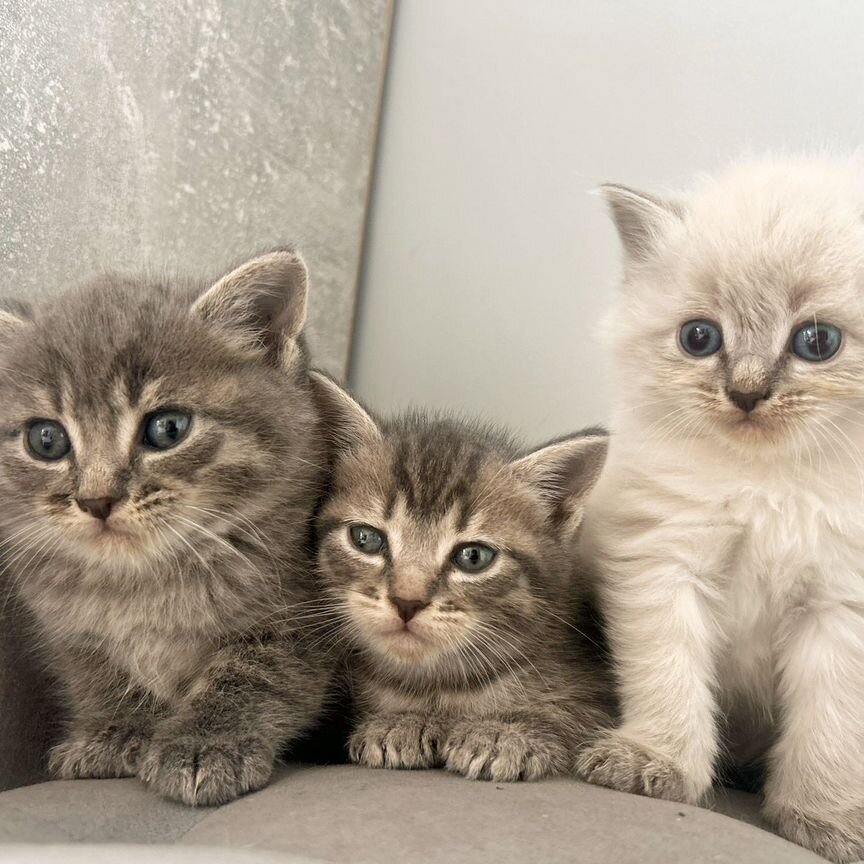 Котята в добрые руки (2,3 на броне )