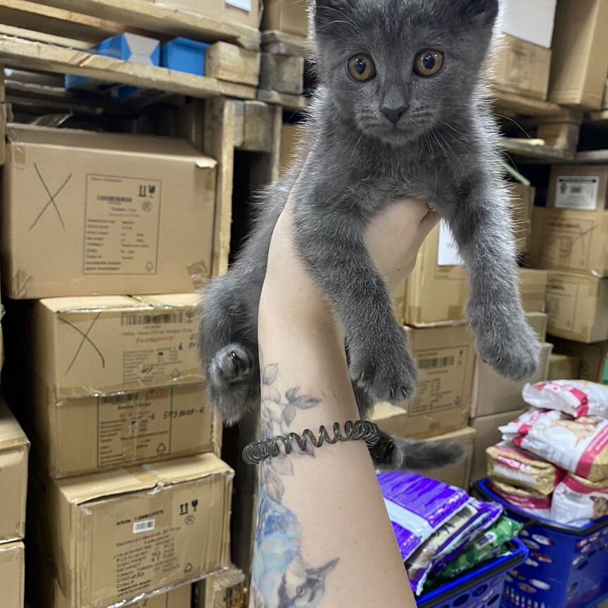 Котенок в добрые руки