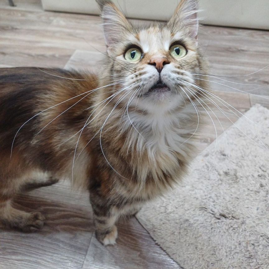 Кошки Мейн-кун чистой крови