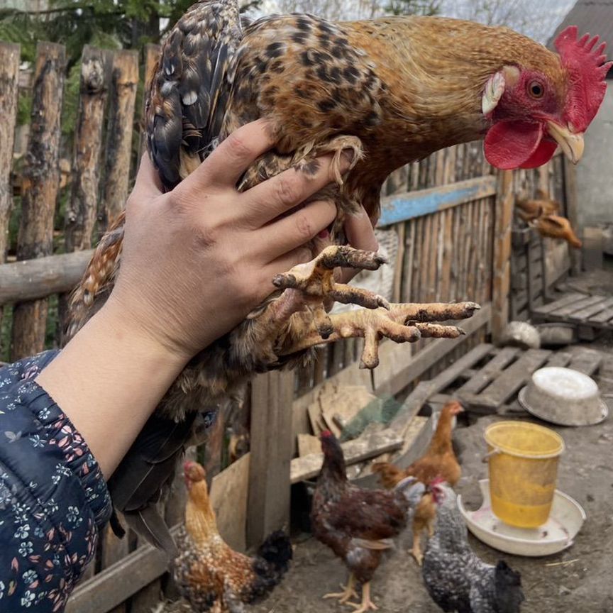 Молодые петушки