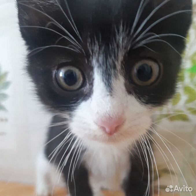 Девочка Конфетка ищет дом