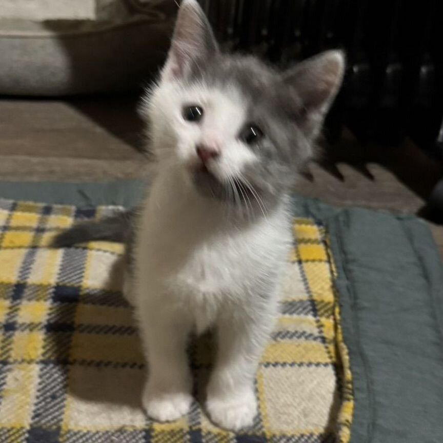 Котёнок в добрые руки