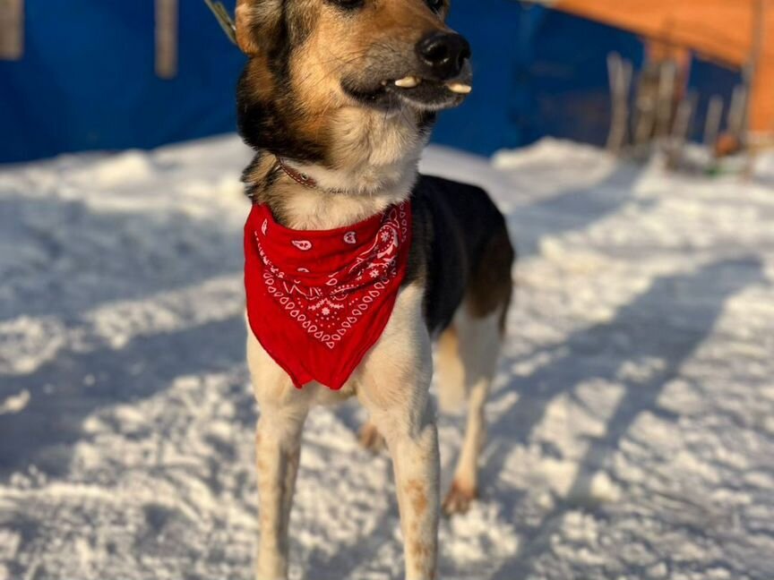 Особенная зита ищет дом