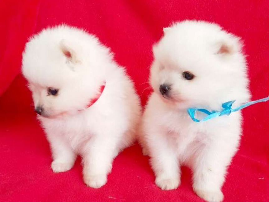 Шпиц вязка, щенки