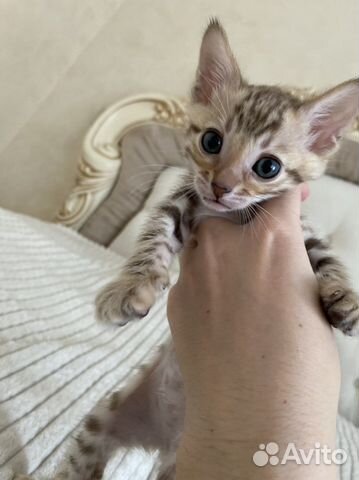 Снежные бенгальские котята из питомника