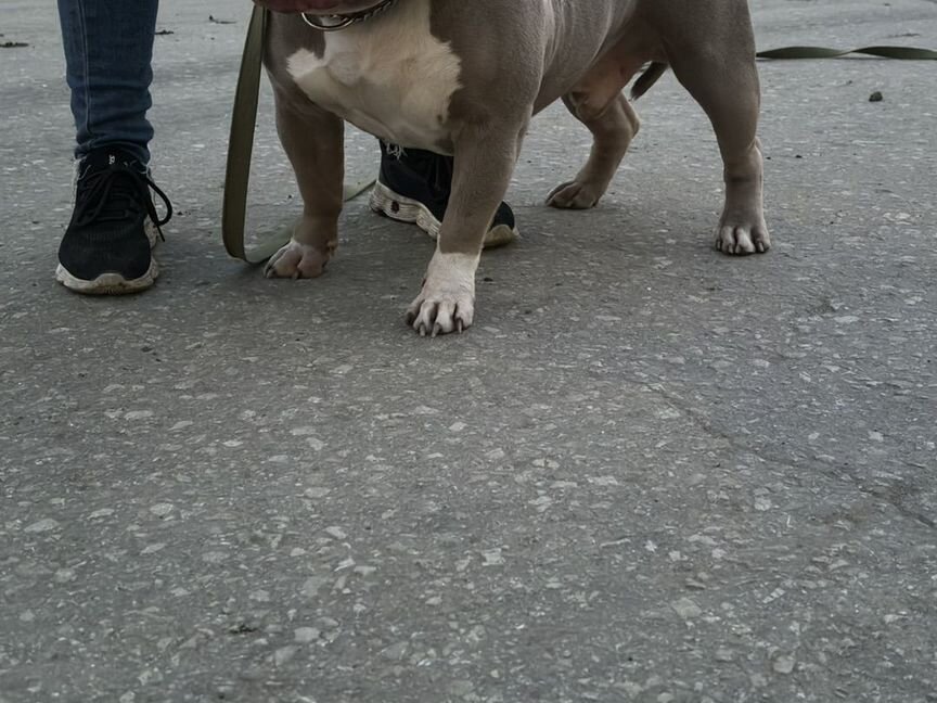 Америкаский булли вязка