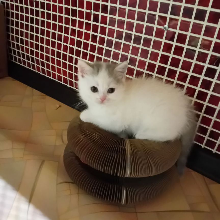 Божий одуванчик