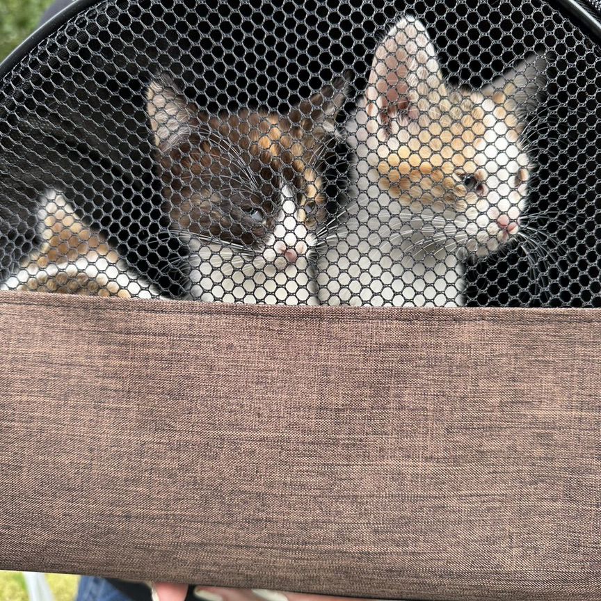 Котята в добрые руки бесплатно