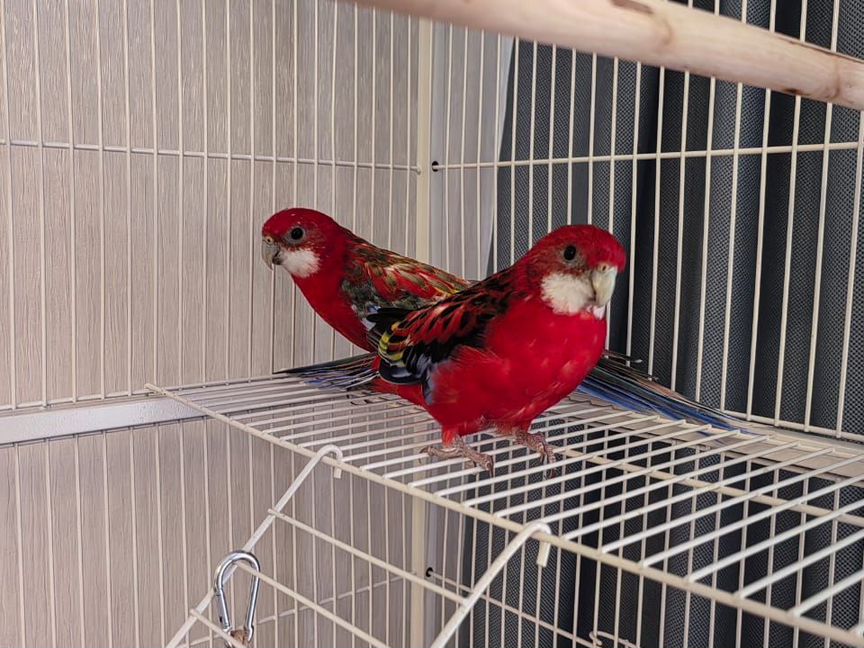 Попугай розелла