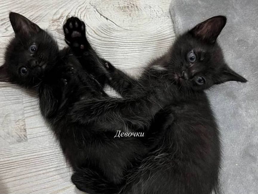 Классные котята