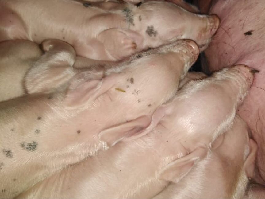 Семя хряща для домашнего осеменения