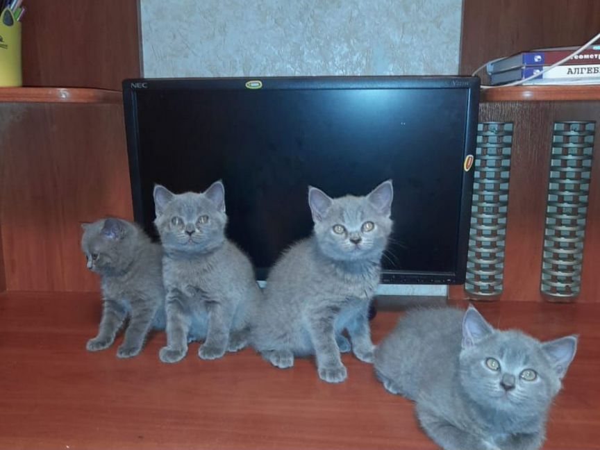 Британские котята короткошерстные