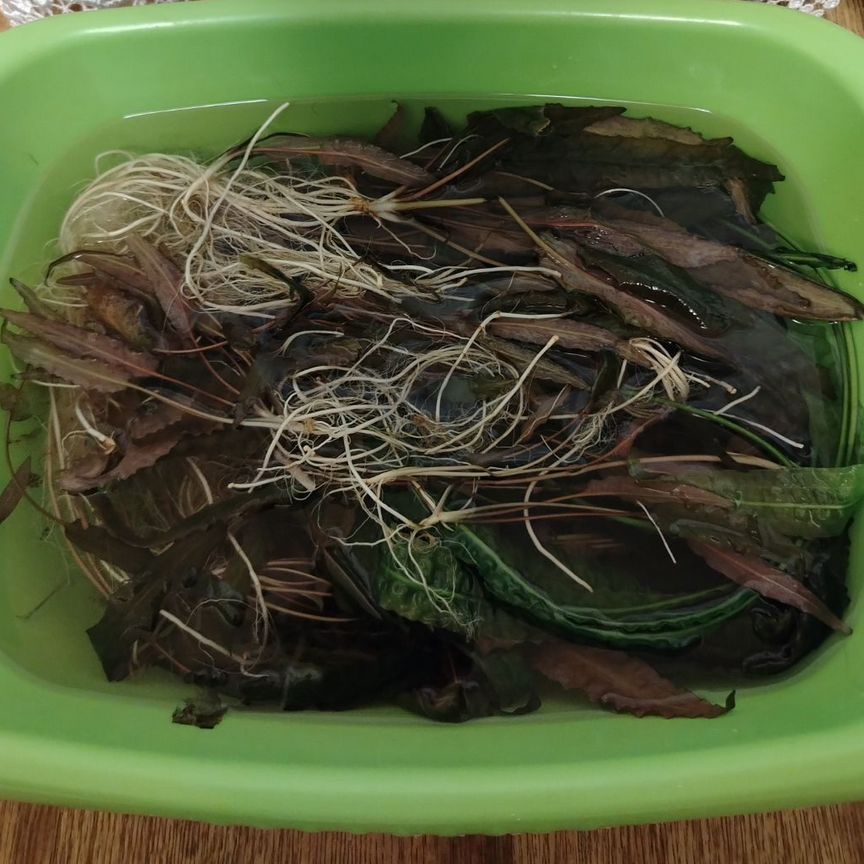 Аквариумное растение