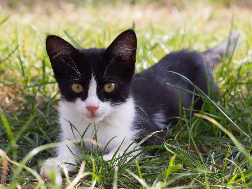 Котята бесплатно