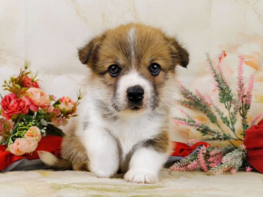 Щенки Вельш Корги Пемброк мальчик