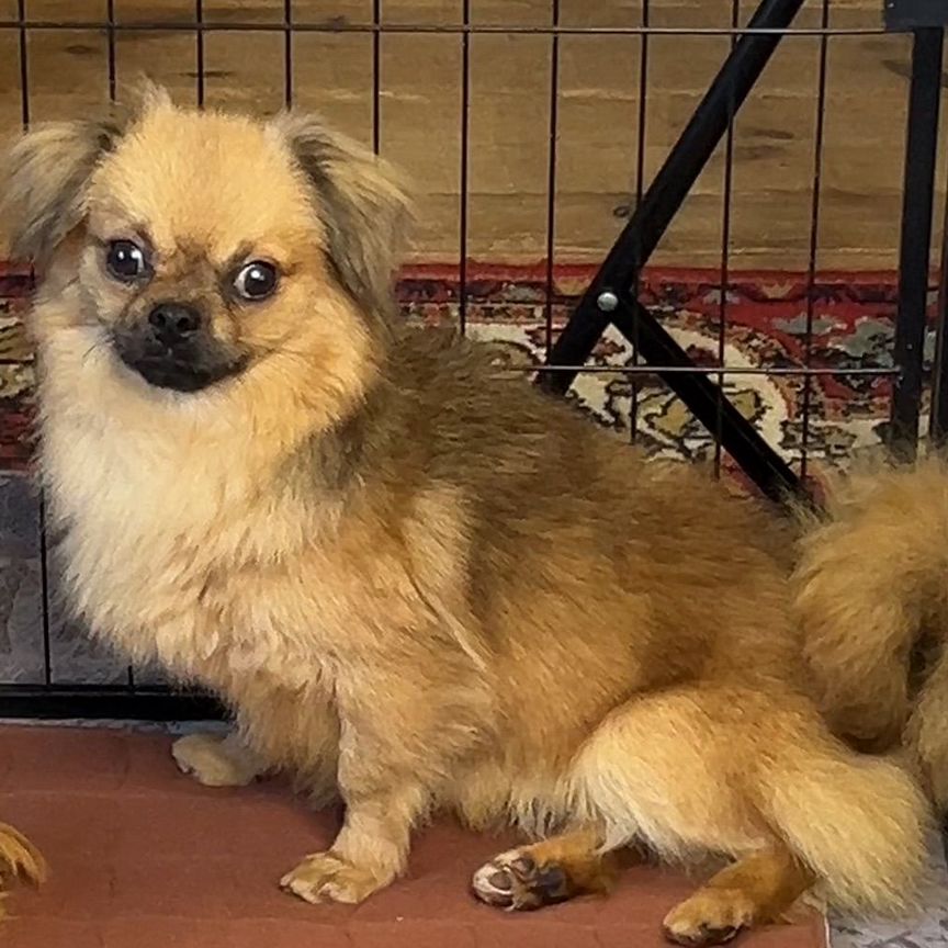 Чихуахуа, взрослый пёс