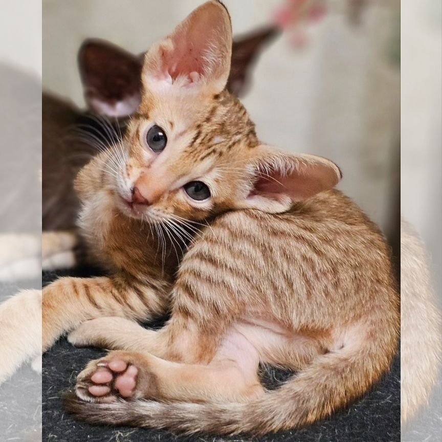 Ориентальный котёнок
