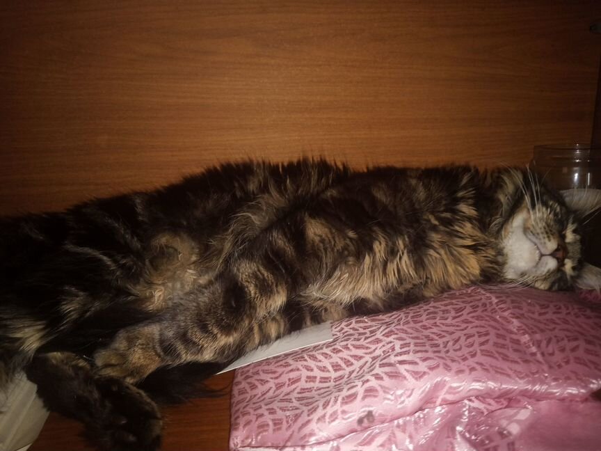 Кот майнкун на вязку