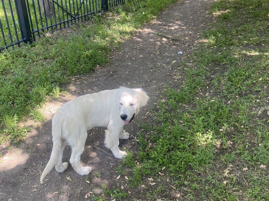 Ретривер золотистый