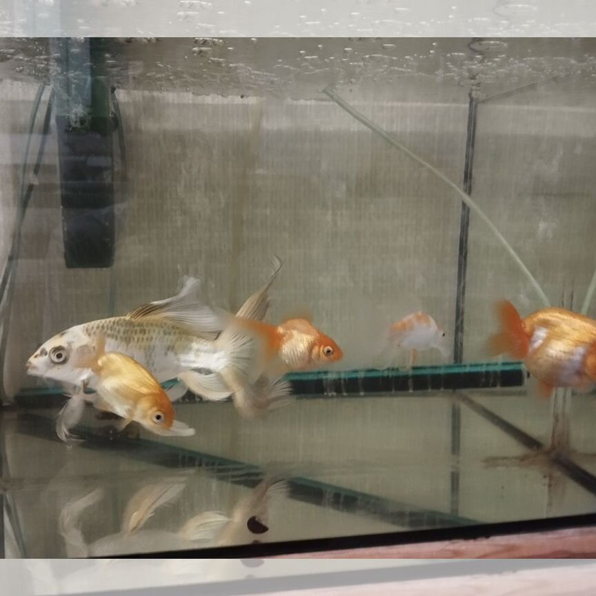 Золотые рыбки