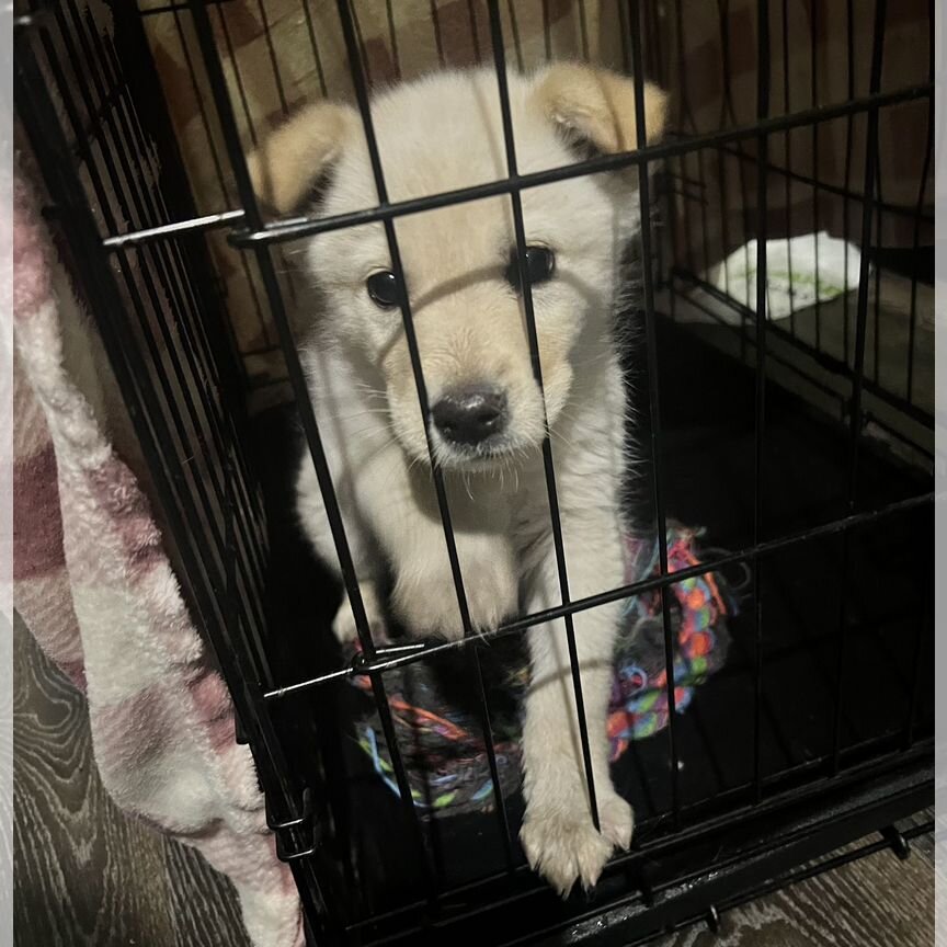 Щенок в добрые руки