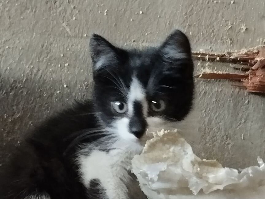 Котёнок Мальчик 1,5-2 месяца