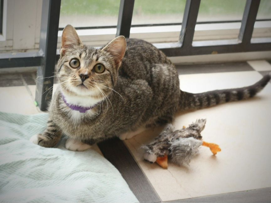 Котенок в добрые руки