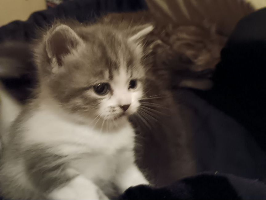 Британские котята