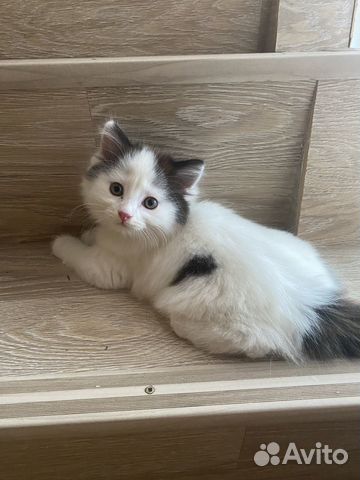 Продаются котята