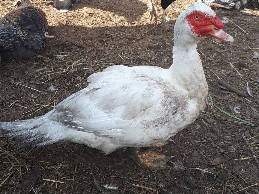 Селезень индоутки