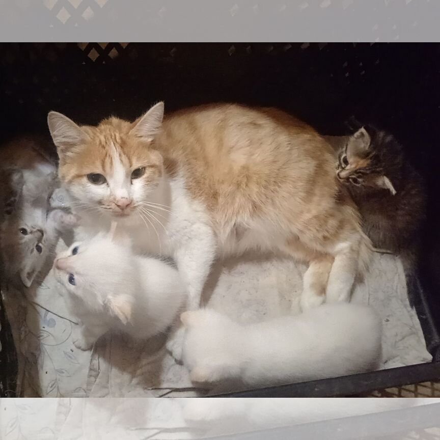 Котята