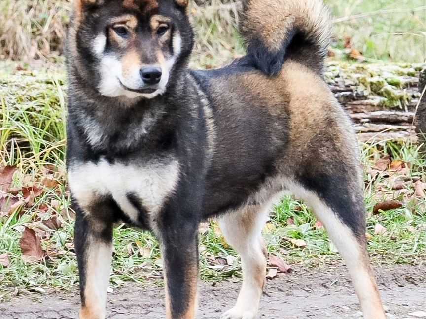 Сиба ину мальчик