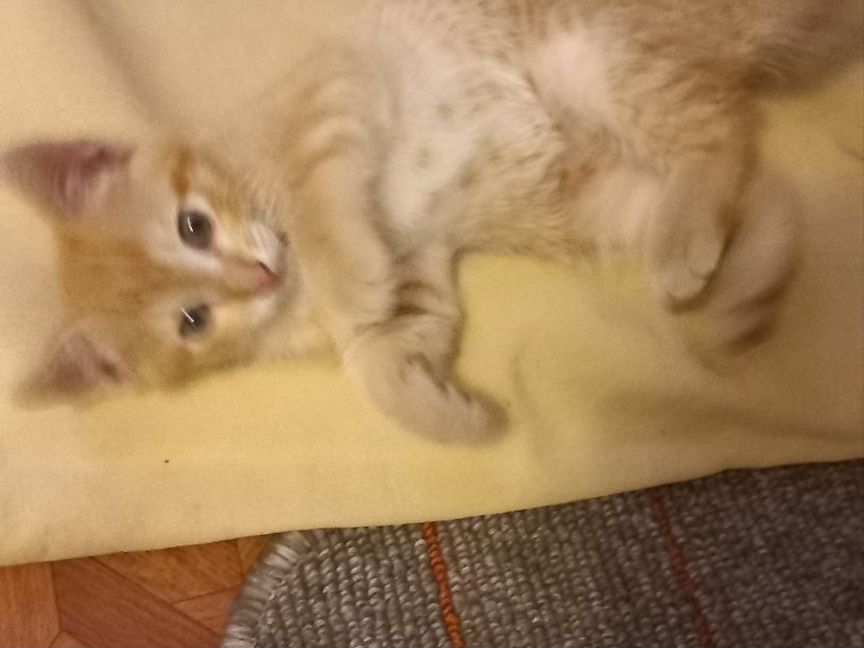 Котята в добрые руки мальчики рыжие