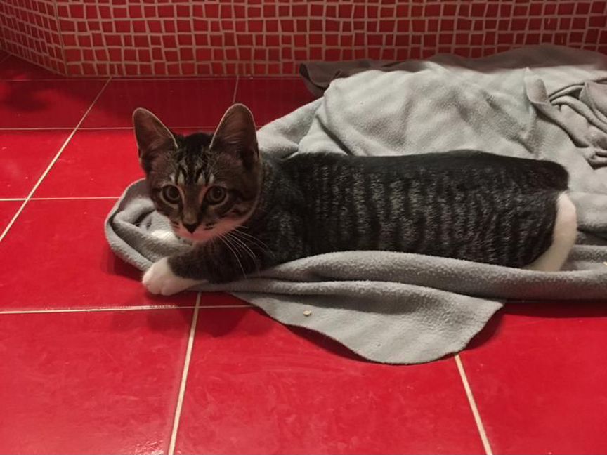 Котёнок ищет дом