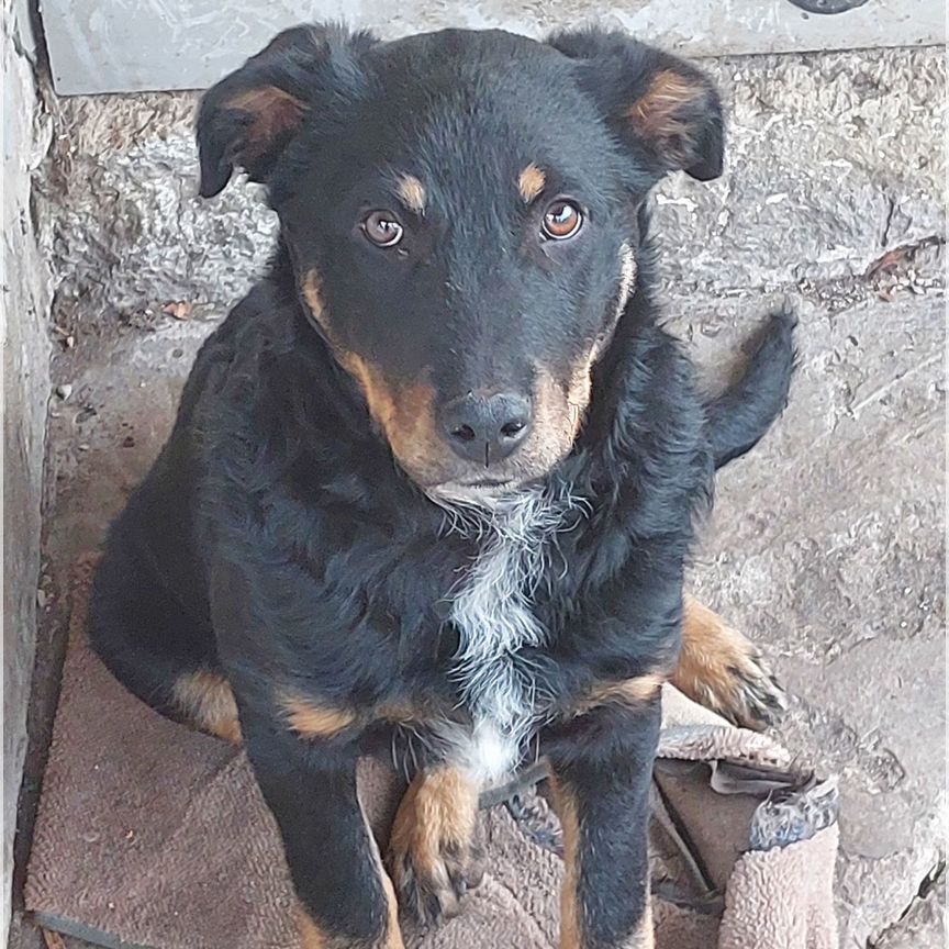 Щенок в добрые руки