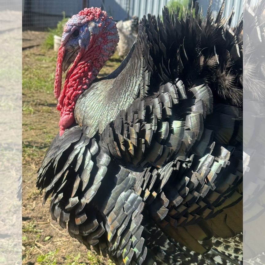 Индюшка девочка яичная