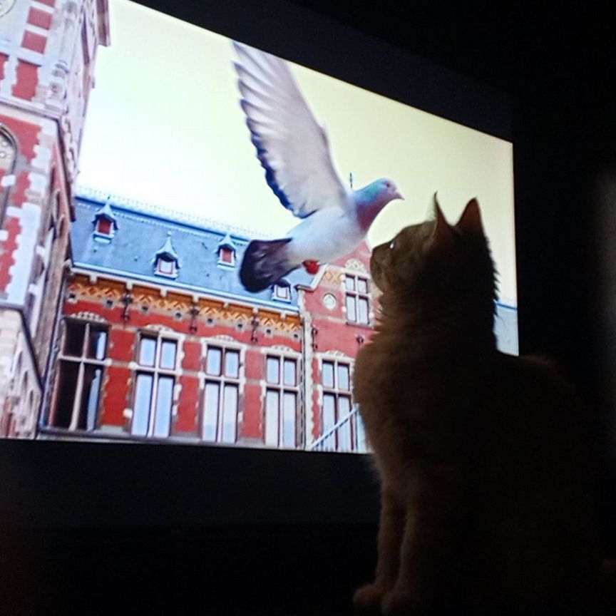 Котенок кот